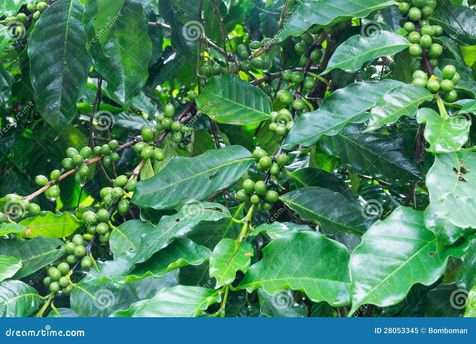 Pianta Del Caff? Con I Chicchi Di Caff? Verdi Immagine Stock - Immagine ...