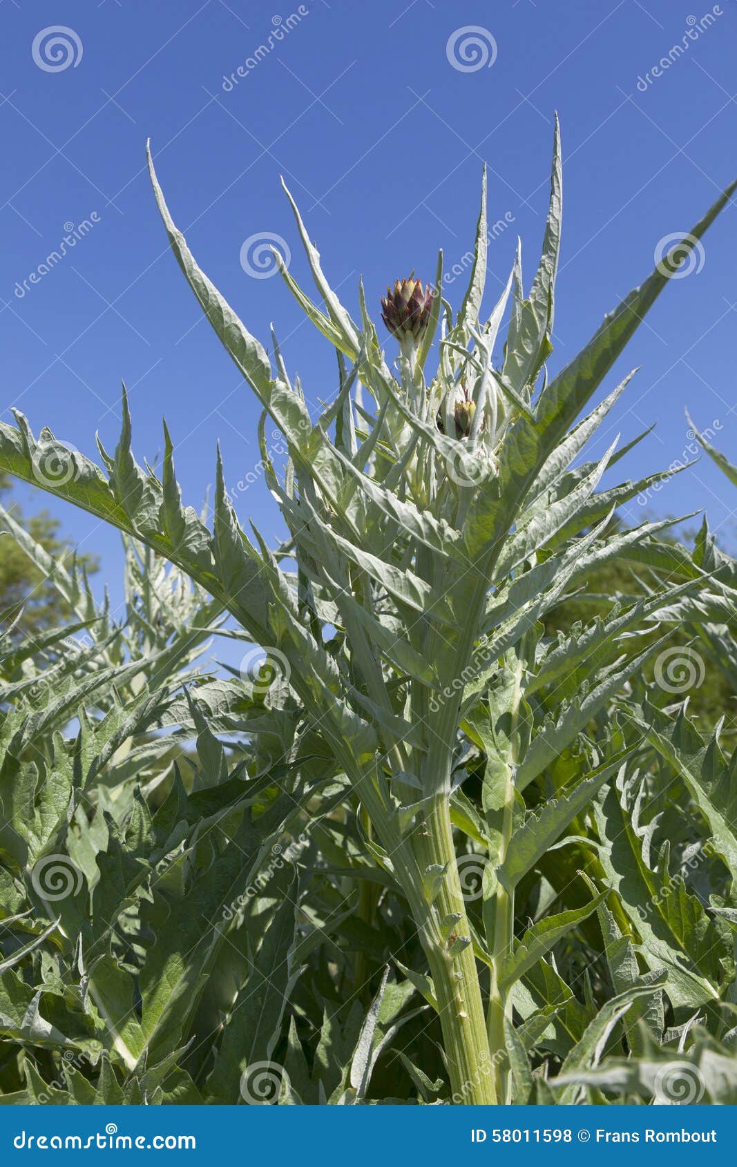 Pianta del cardone fotografia stock. Immagine di crescere - 58011598
