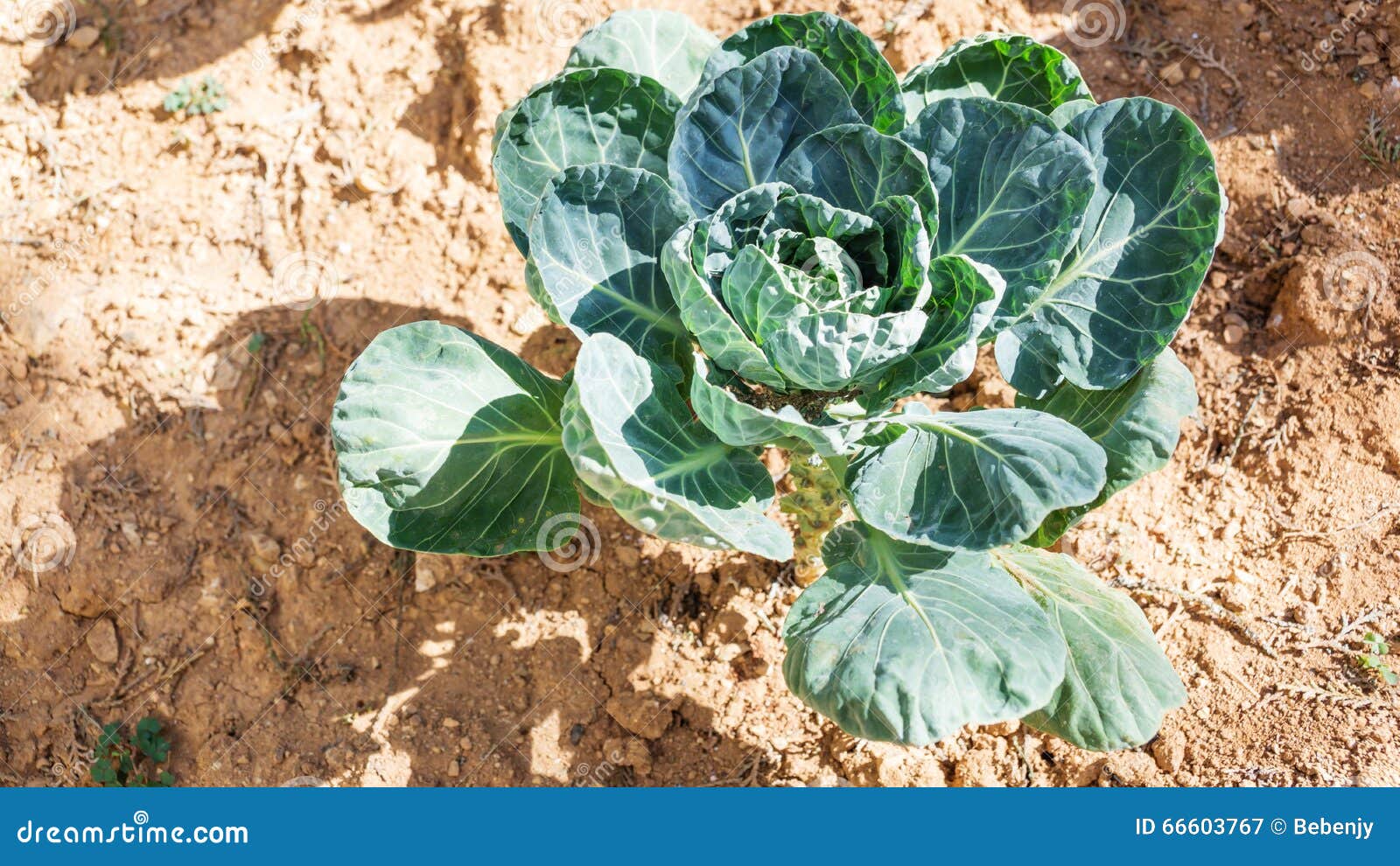 Pianta del cavolo immagine stock. Immagine di esterno - 66603767