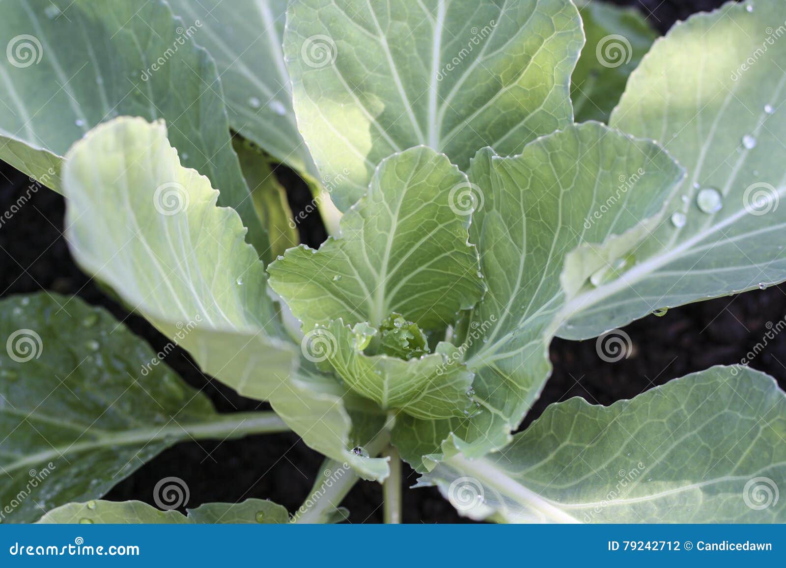 Pianta Del Cavolo Del Bambino Fotografia Stock - Immagine di bevanda ...