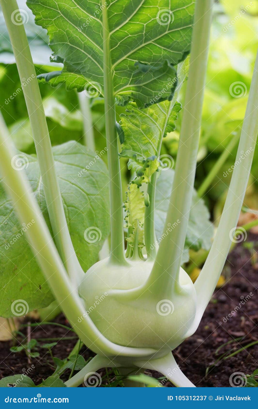 Pianta del cavolo di rapa immagine stock. Immagine di foglio - 105312237