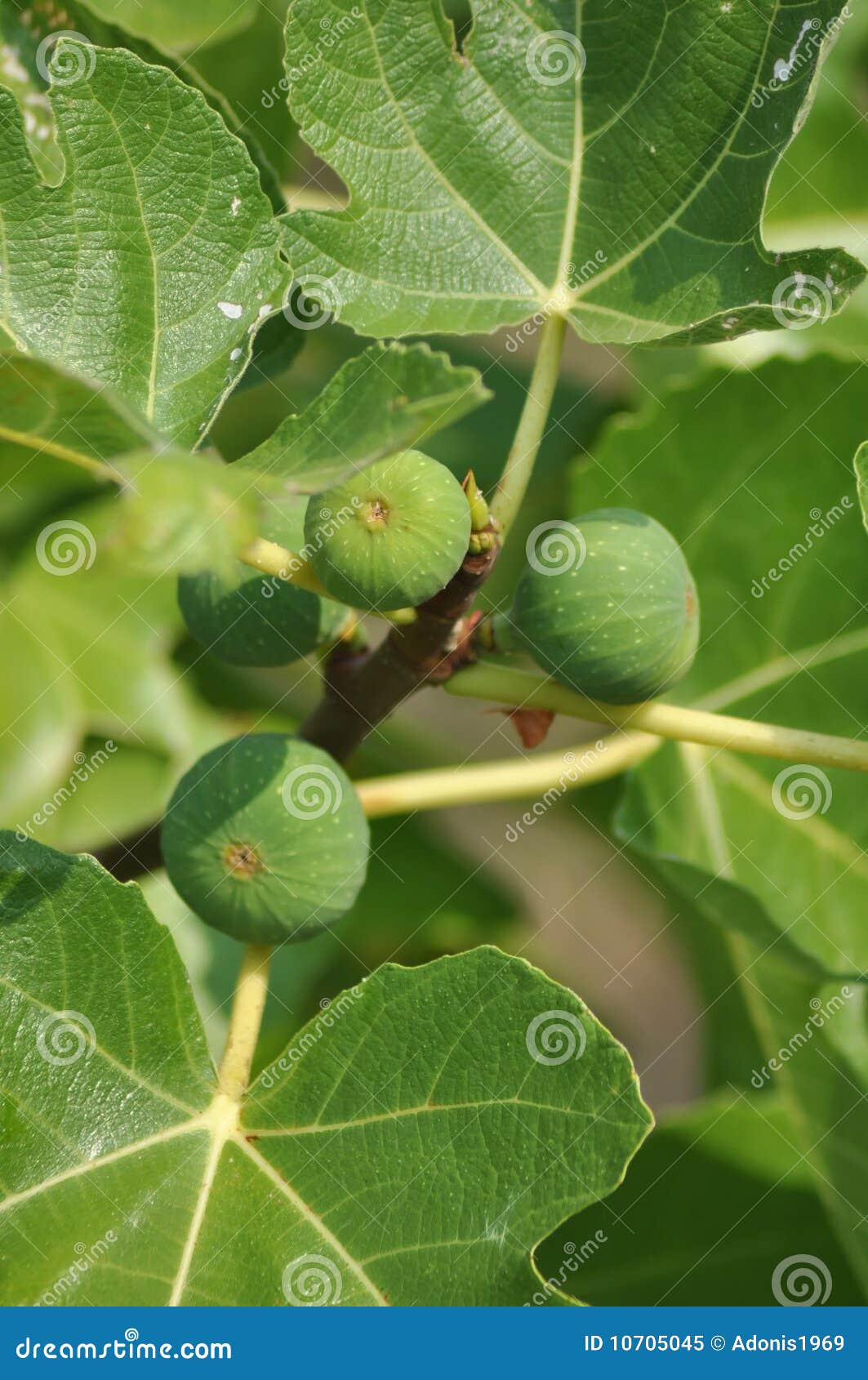 Pianta del fico comune immagine stock. Immagine di fico - 10705045