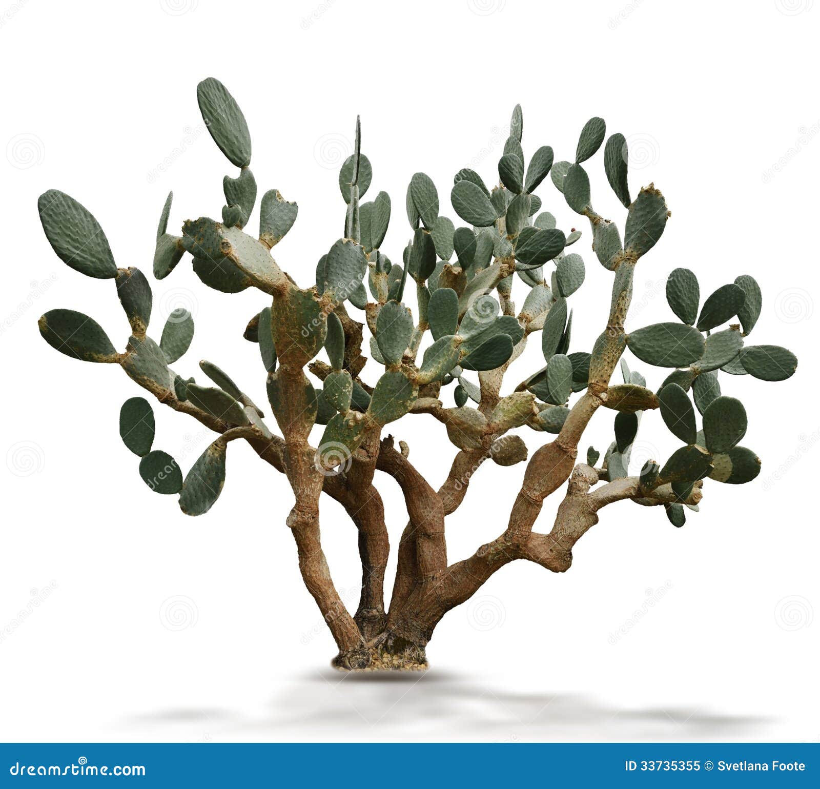 Pianta del fico d'India immagine stock. Immagine di grande - 33735355