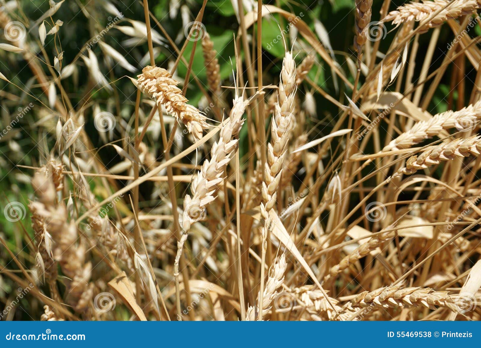 Pianta del grano fotografia stock. Immagine di coltivatore - 55469538