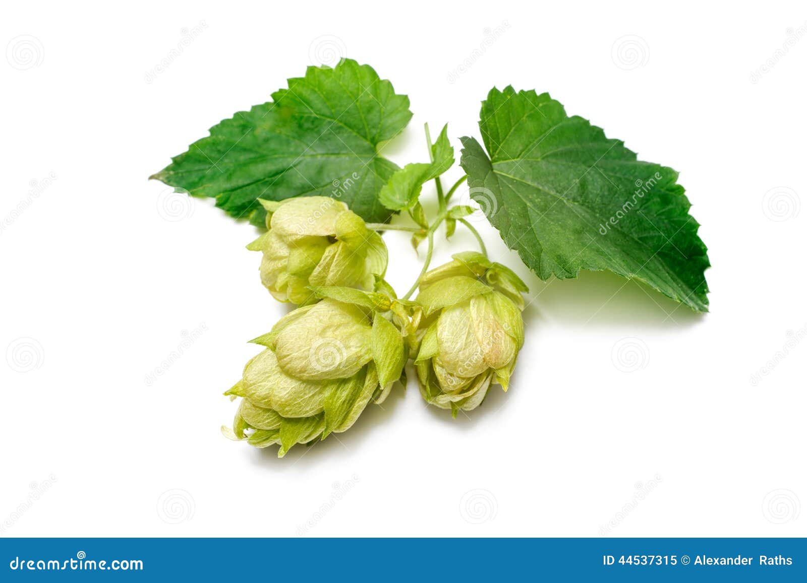 Pianta del luppolo immagine stock. Immagine di birra - 44537315