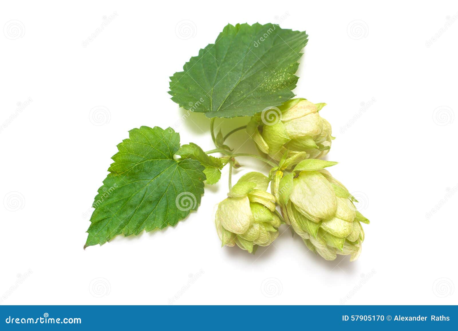 Pianta del luppolo fotografia stock. Immagine di raccolta - 57905170