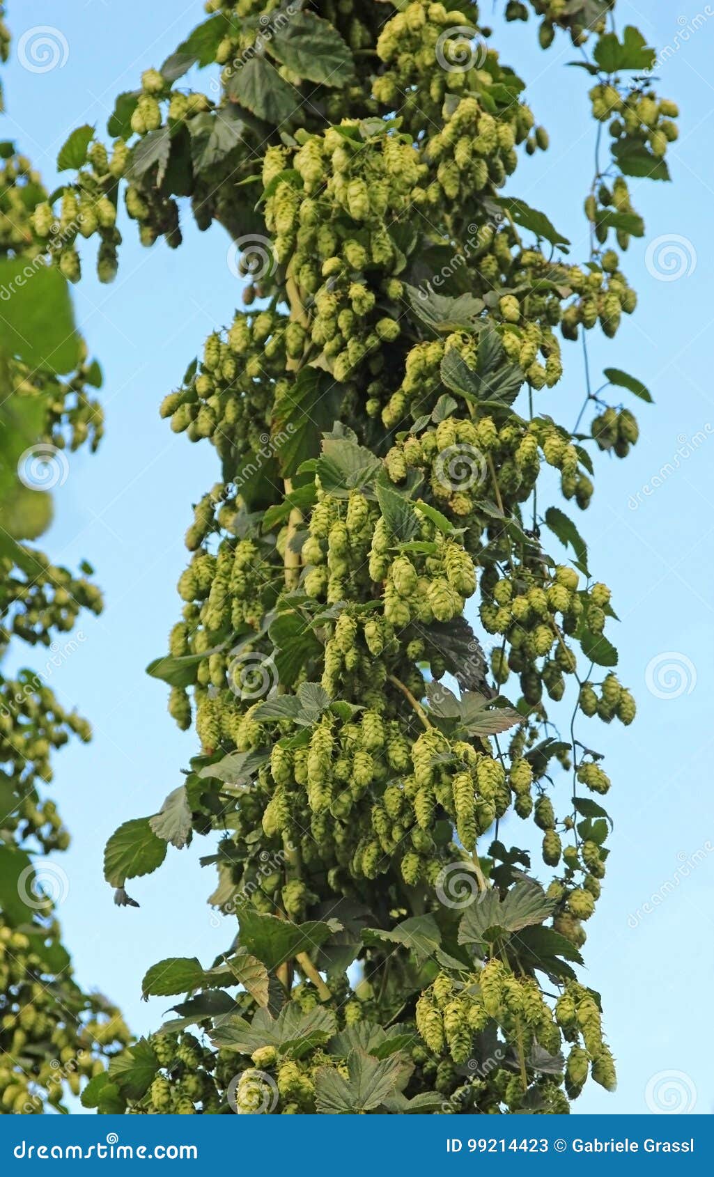Pianta Del Luppolo Contro Cielo Blu Immagine Stock - Immagine di ...