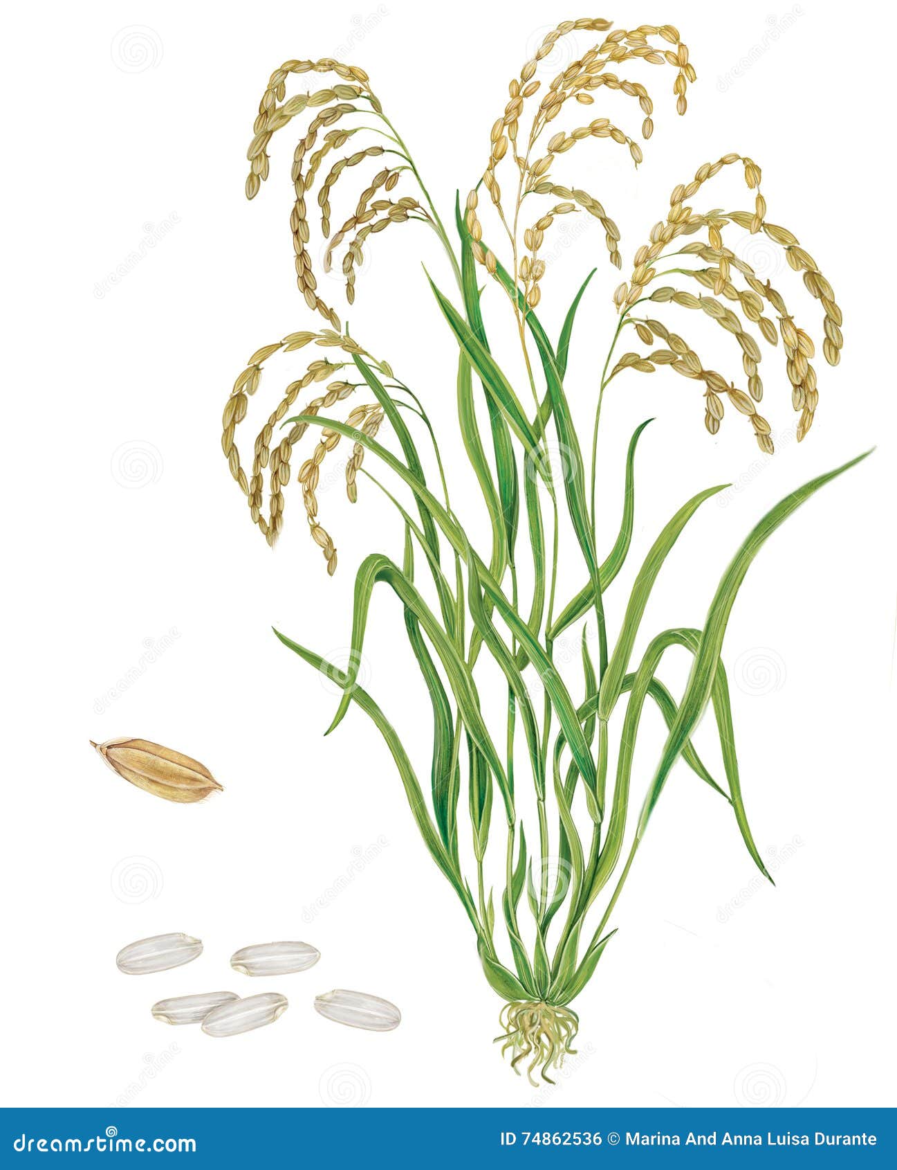 Pianta Del Oryza Del Riso Sativa Illustrazione di Stock - Illustrazione ...