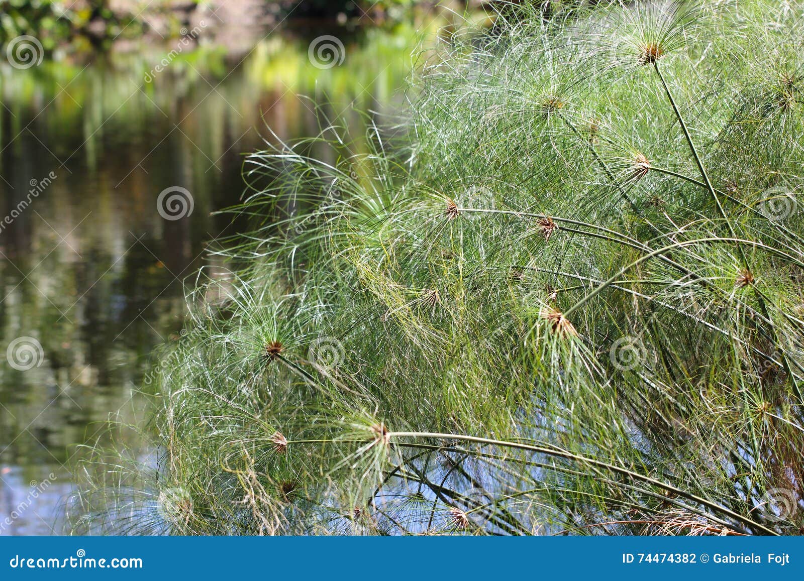 Pianta Del Papiro (cyperus Papyrus) Fotografia Stock - Immagine di ...