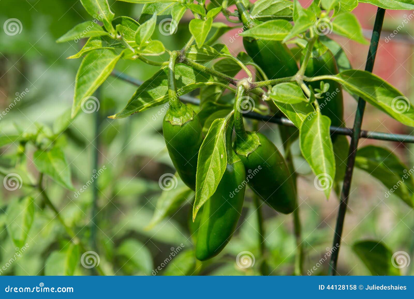 Pianta Del Peperoncino Del Jalapeno Fotografia Stock - Immagine di ...