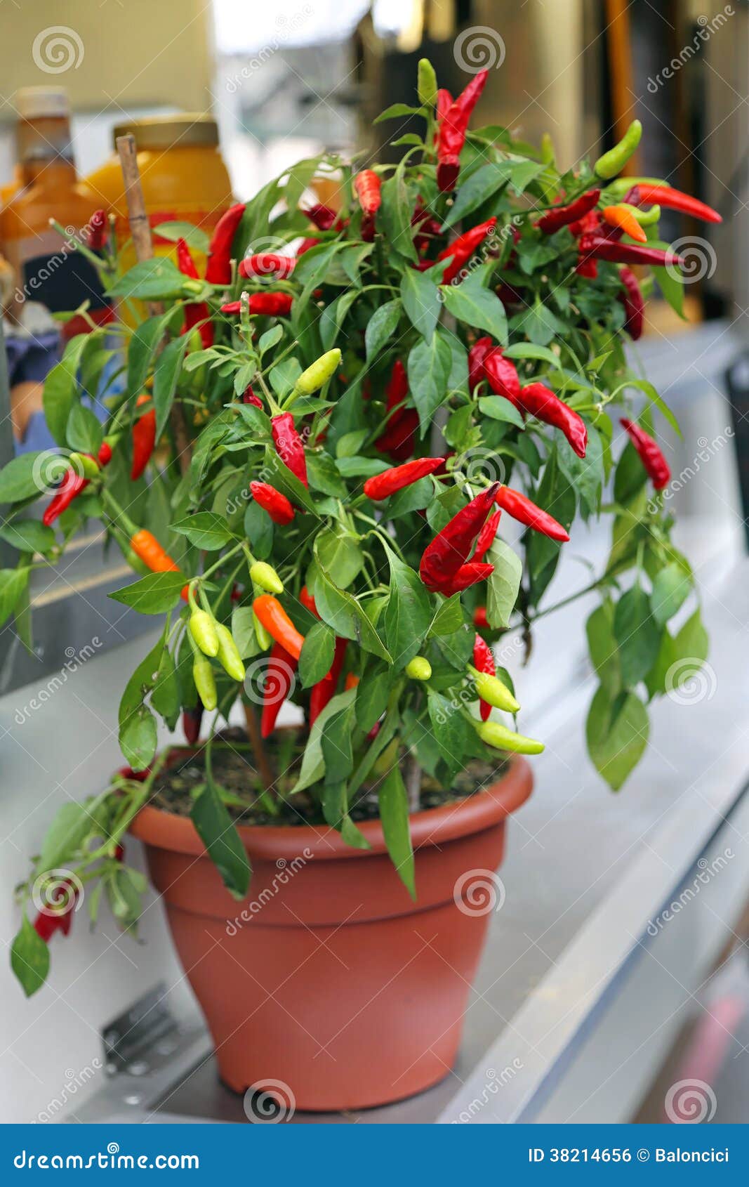 Pianta Del Peperoncino Rosso Fotografia Stock - Immagine di raffreddore ...