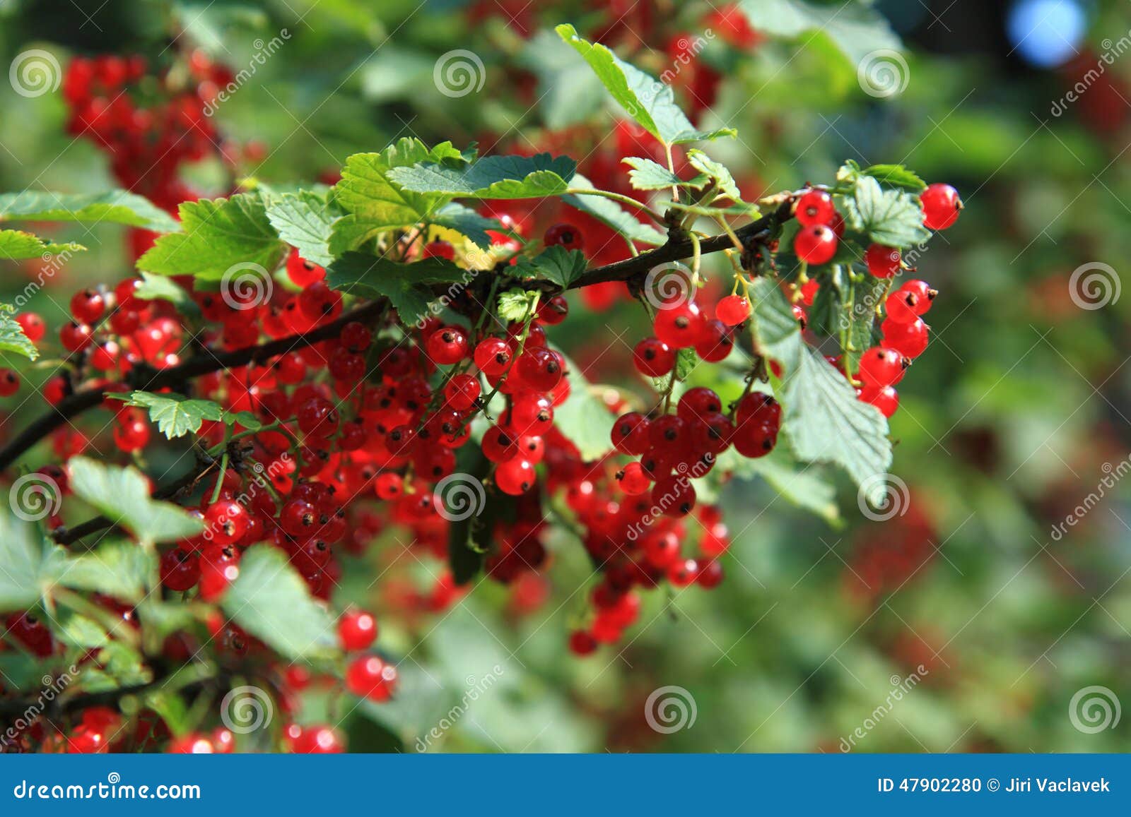 Pianta del ribes fotografia stock. Immagine di estate - 47902280