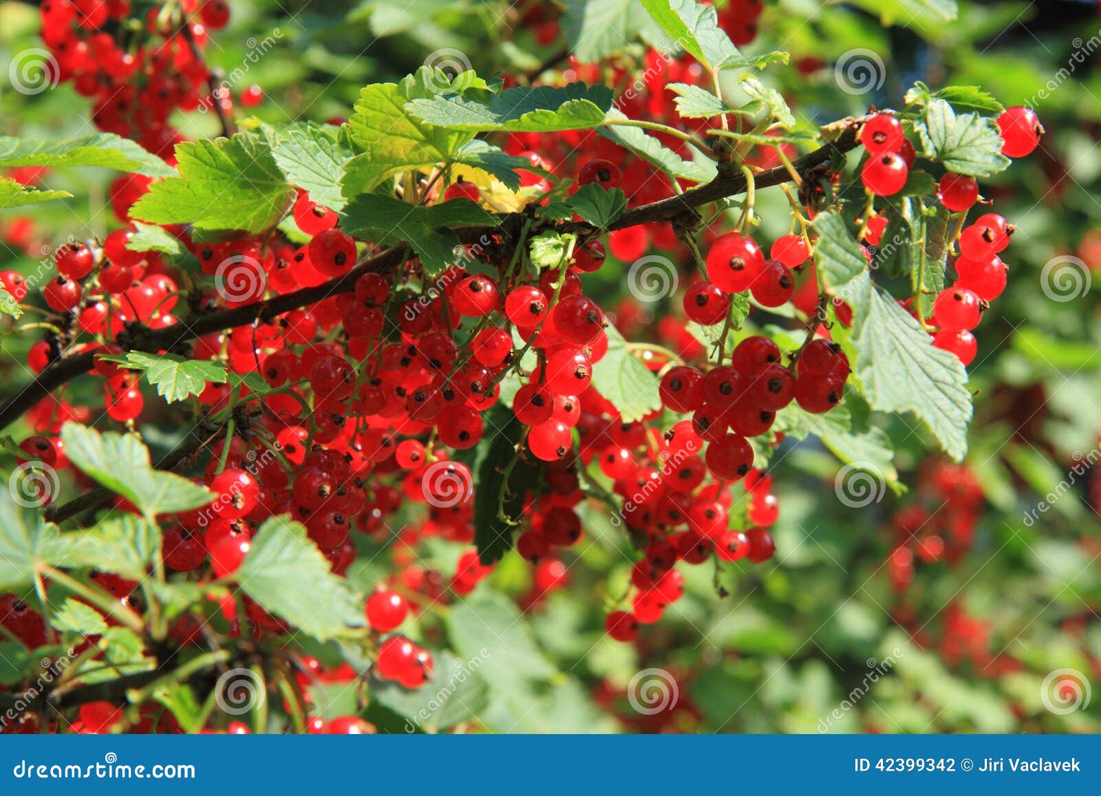 Pianta Del Ribes Con I Frutti Fotografia Stock - Immagine di ribes ...