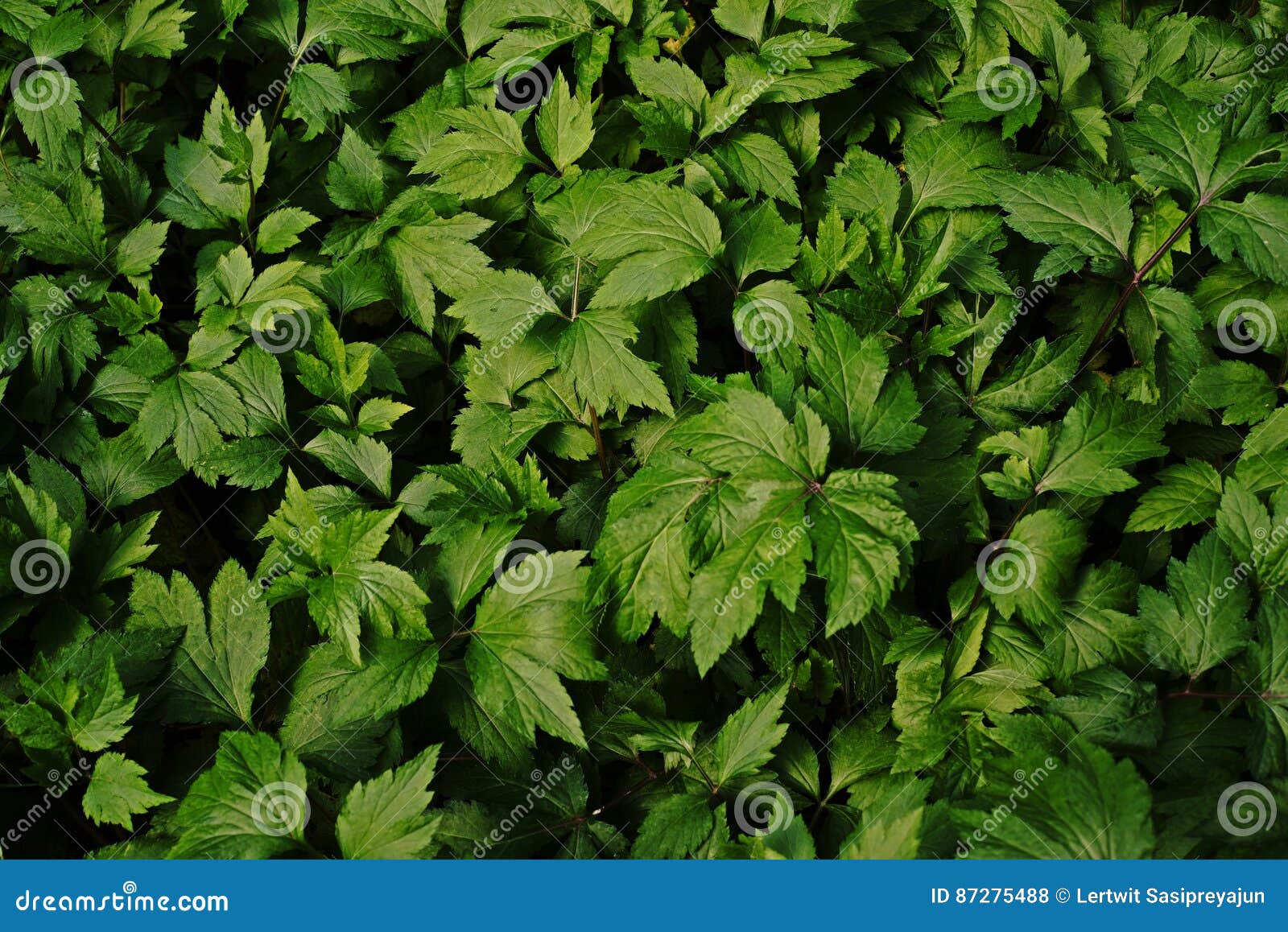 Pianta del sedano fotografia stock. Immagine di sano - 87275488