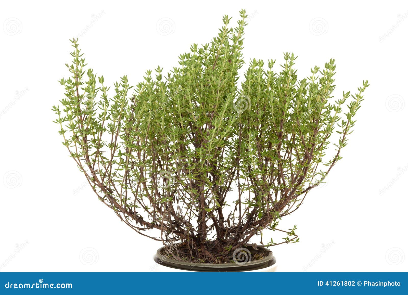 Pianta del timo fotografia stock. Immagine di sfondo - 41261802