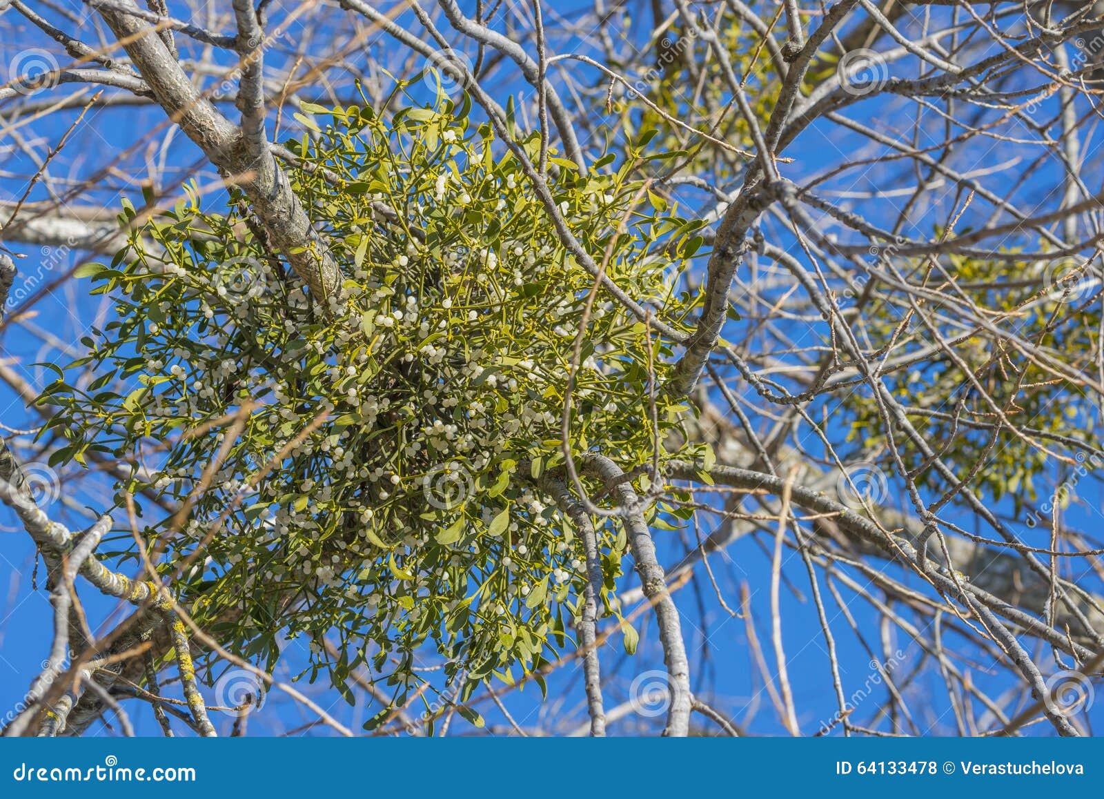Pianta del vischio fotografia stock. Immagine di fresco - 64133478