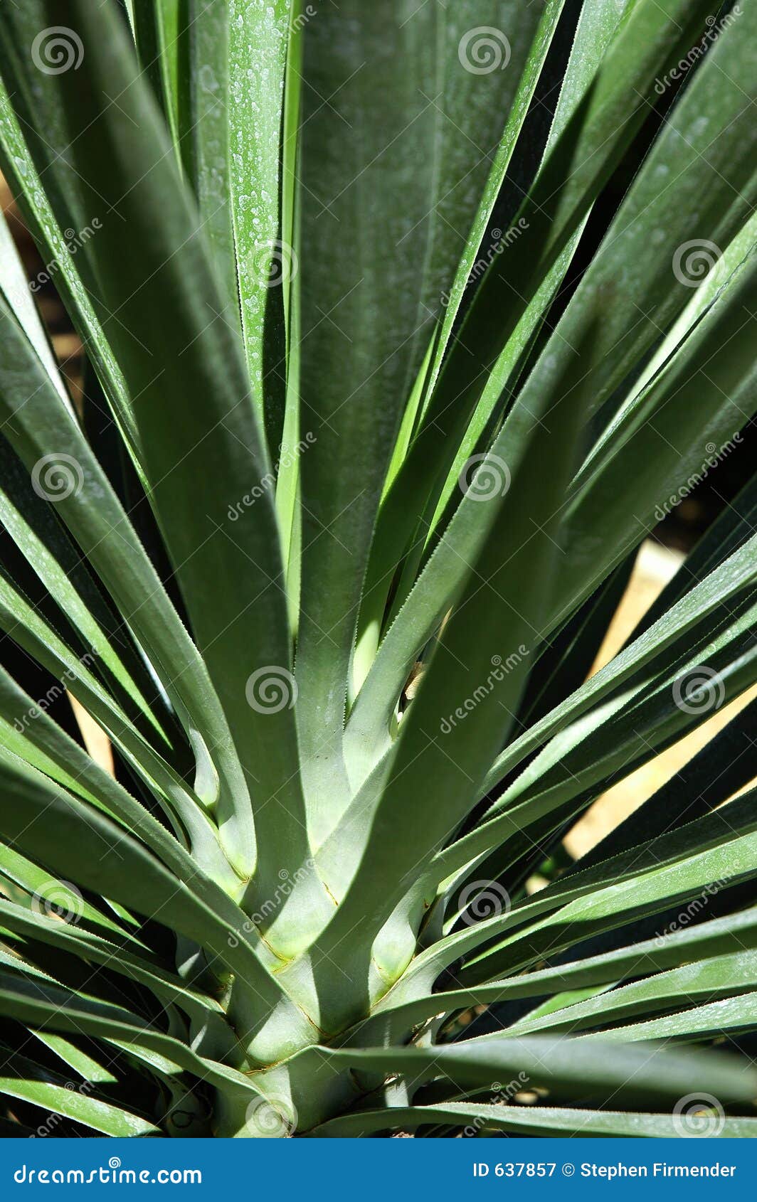 Pianta del Yucca immagine stock. Immagine di yucca, botanico - 637857