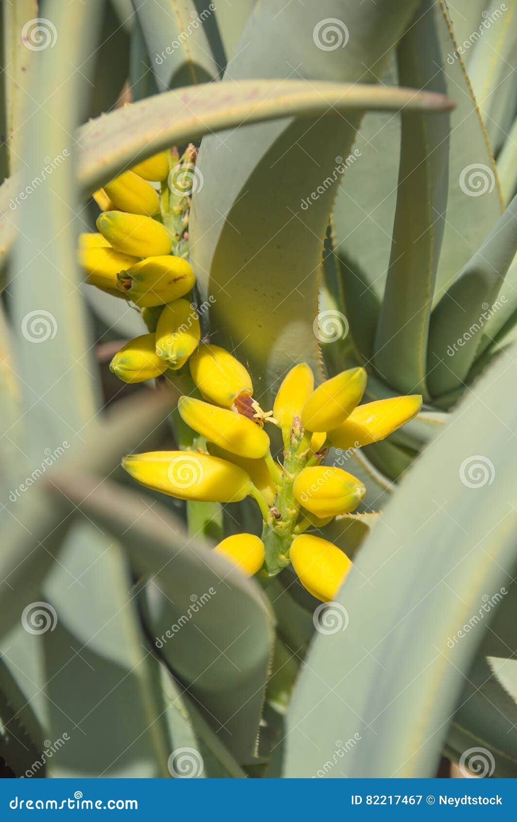 Pianta Dell'agave Con Il Fiore Giallo Immagine Stock - Immagine di ...