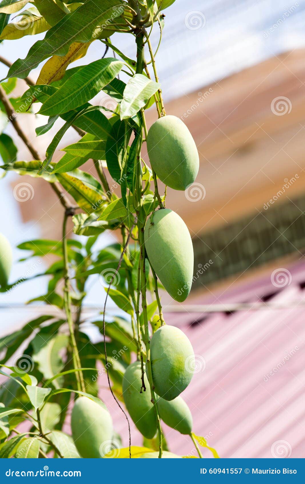 Pianta Dell'albero Di Mango Immagine Stock - Immagine di alimento ...