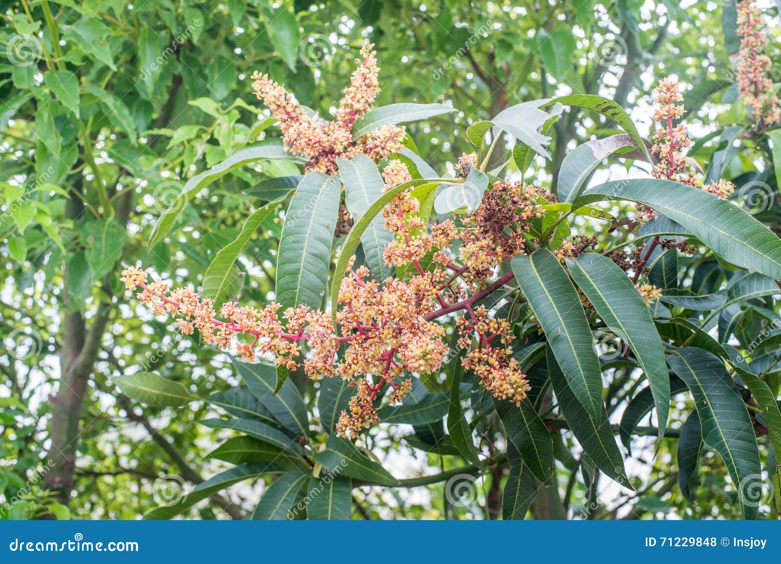 Pianta Dell'albero Di Mango Del Fiore Fotografia Stock - Immagine di ...