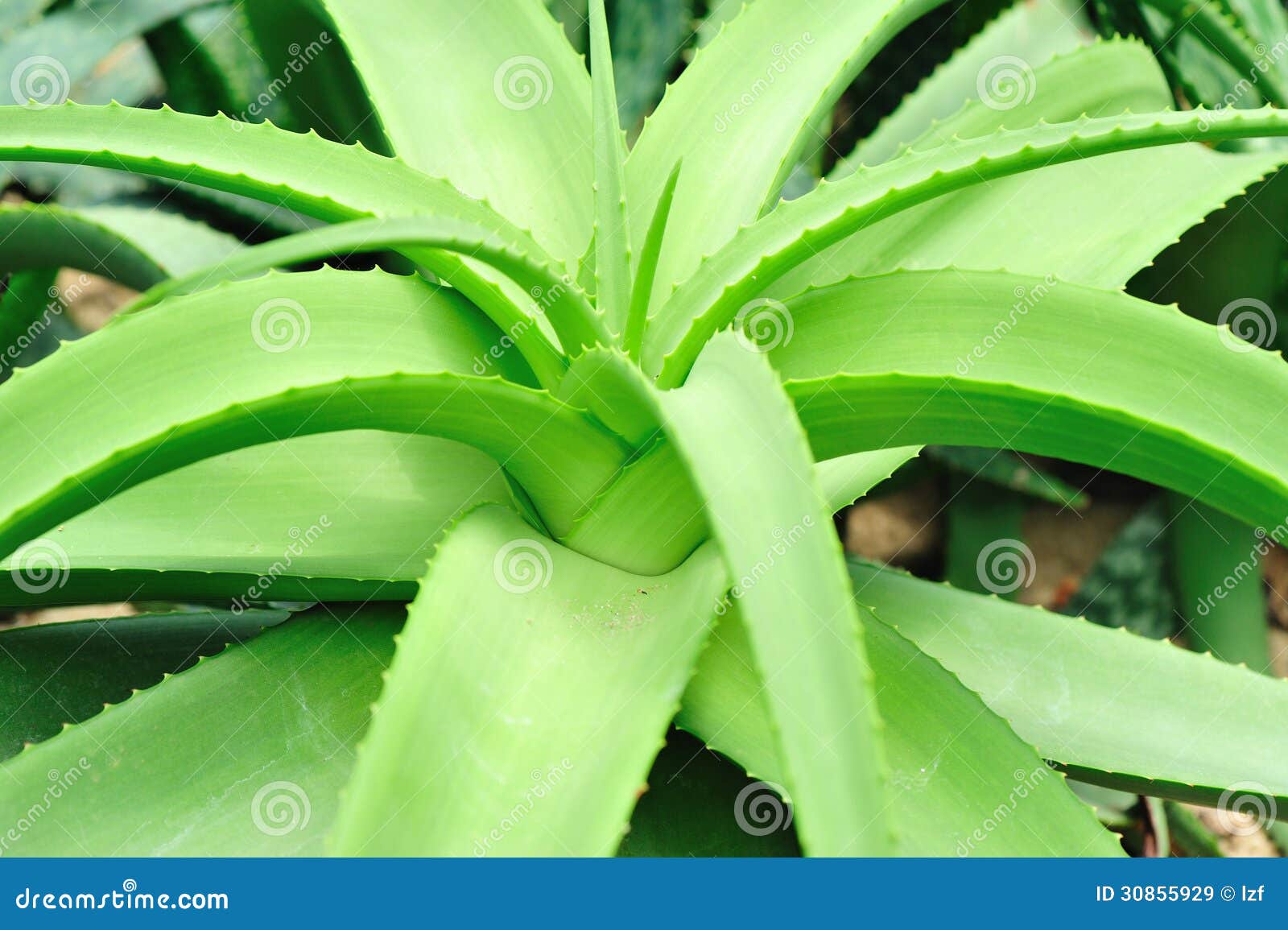 Pianta dell'aloe immagine stock. Immagine di bello, macro - 30855929