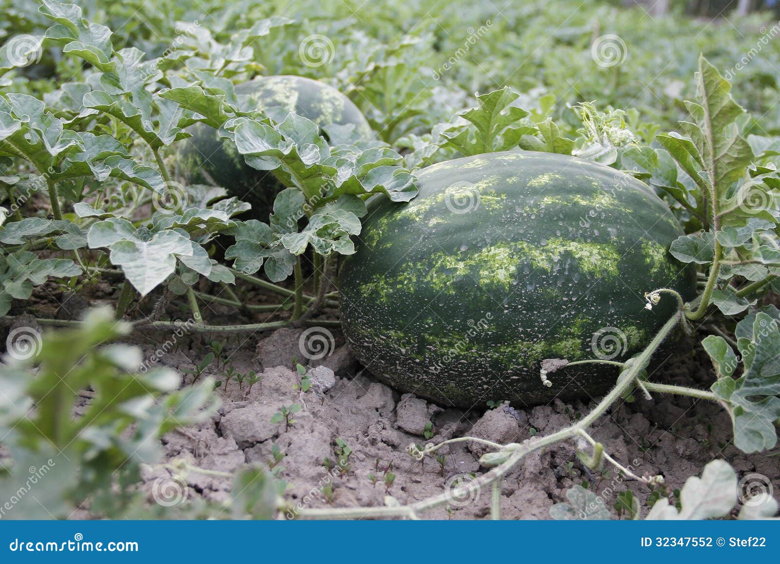 Pianta dell'anguria fotografia stock. Immagine di sugoso - 32347552