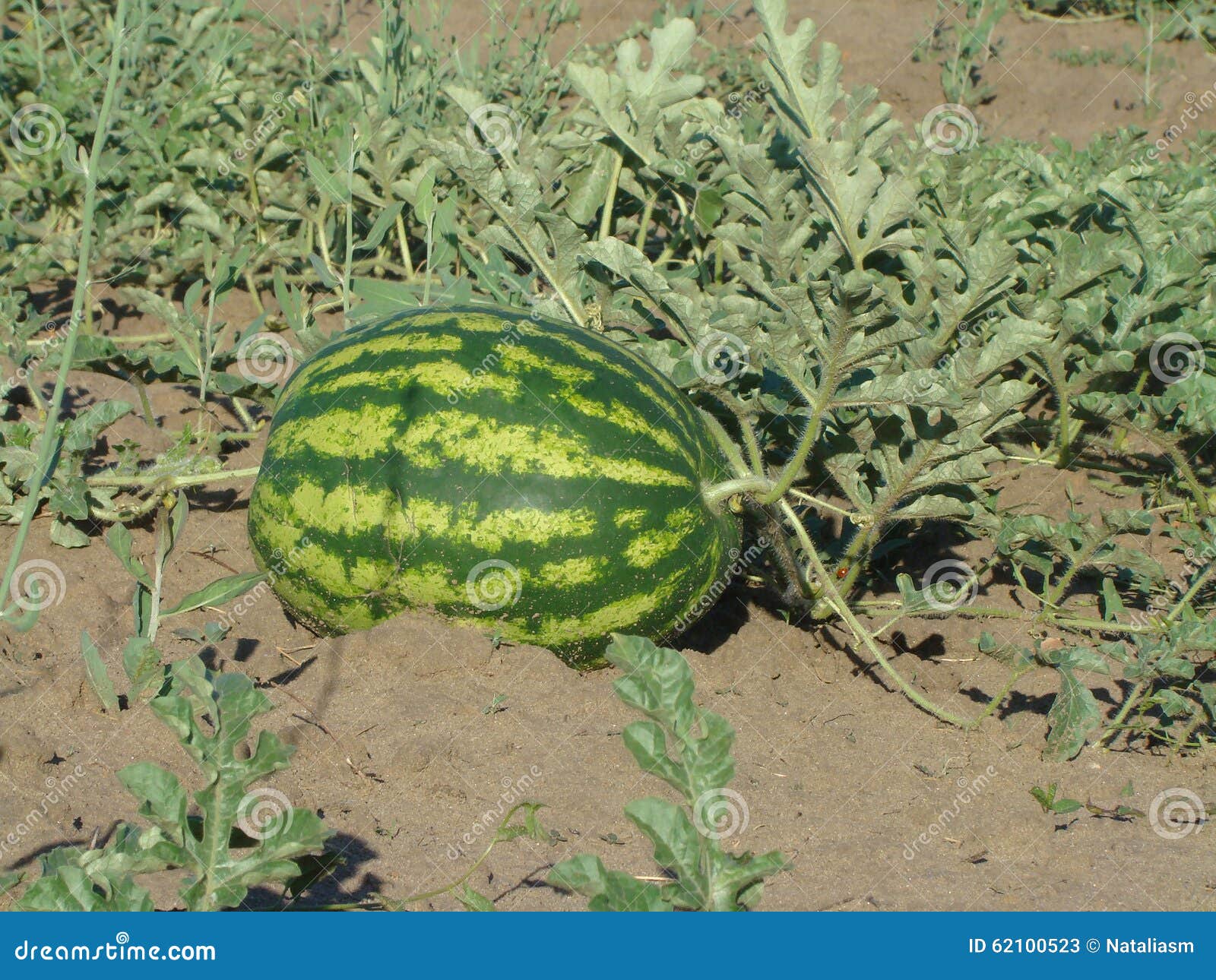 Pianta dell'anguria immagine stock. Immagine di frutta - 62100523