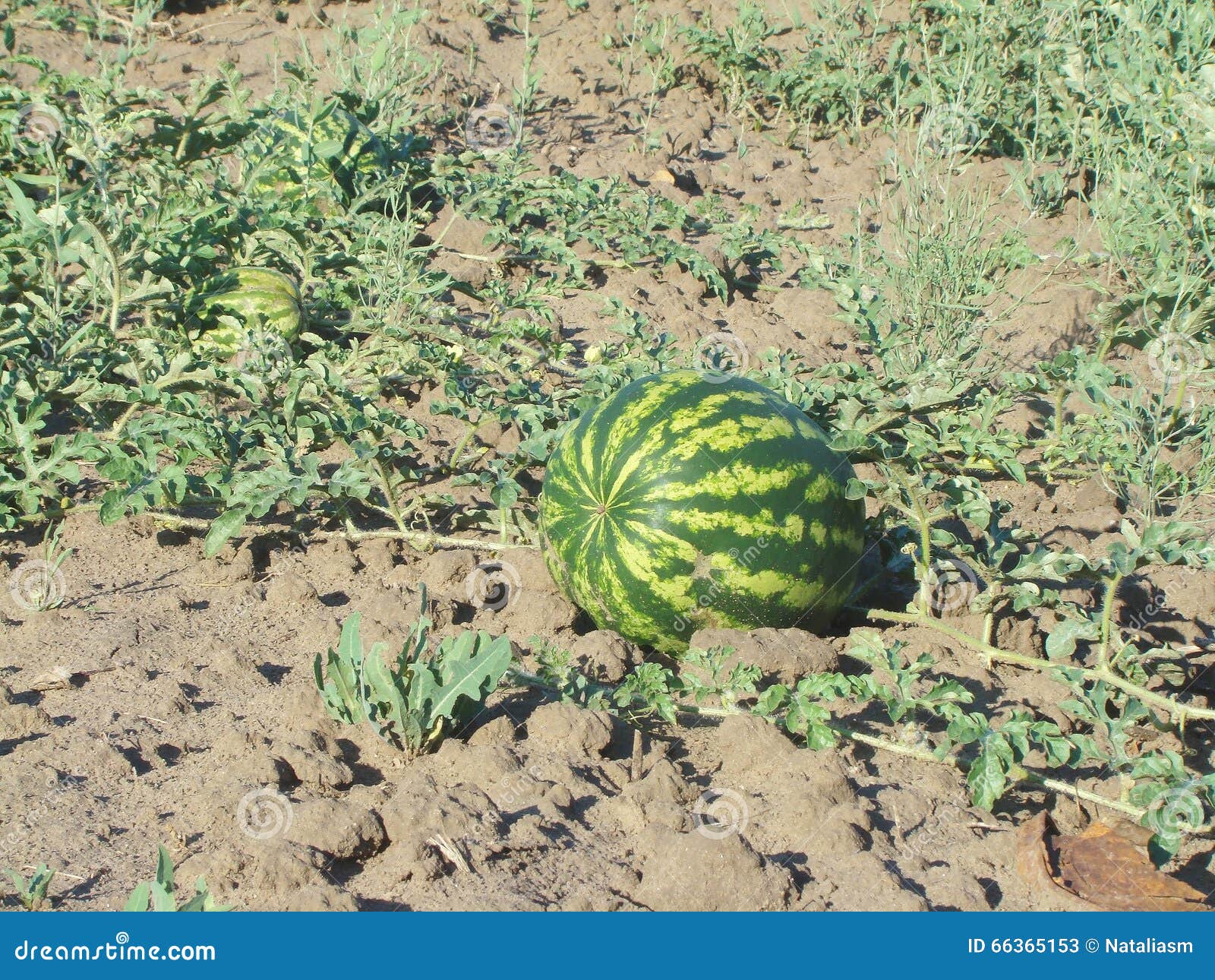 Pianta dell'anguria immagine stock. Immagine di foglio - 66365153