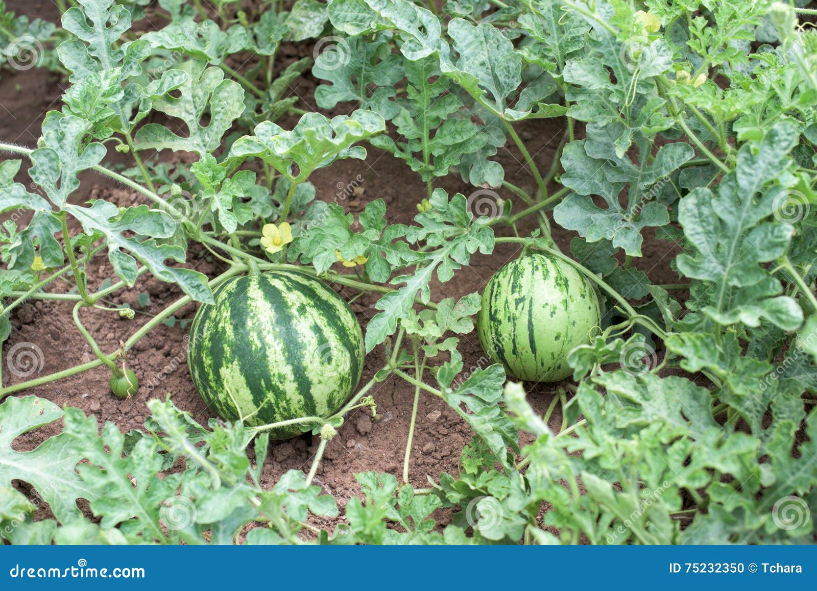 Pianta dell'anguria fotografia stock. Immagine di raccolto - 75232350