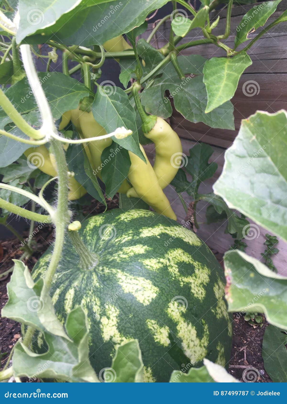 Pianta Dell'anguria Nel Giardino Immagine Stock - Immagine di giardino ...