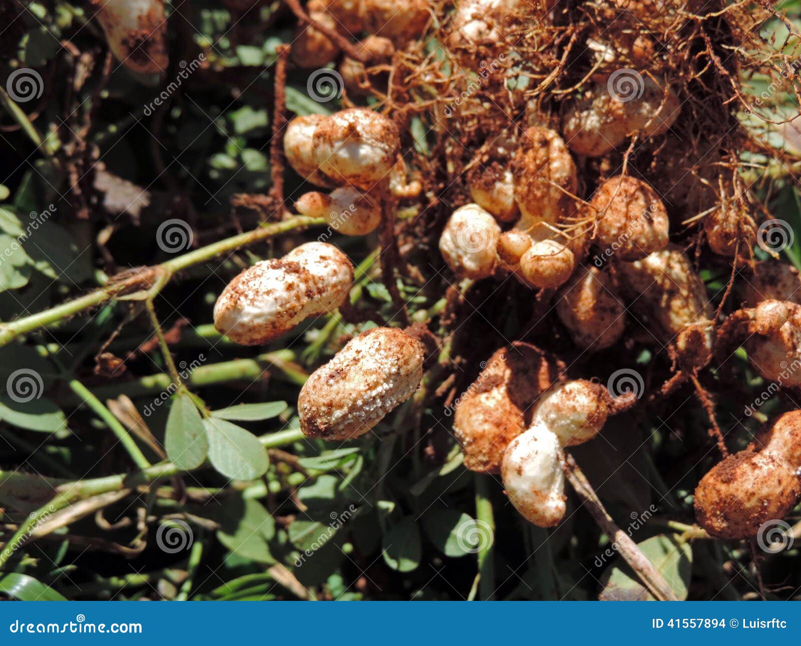 Pianta dell'arachide fotografia stock. Immagine di particolare - 41557894