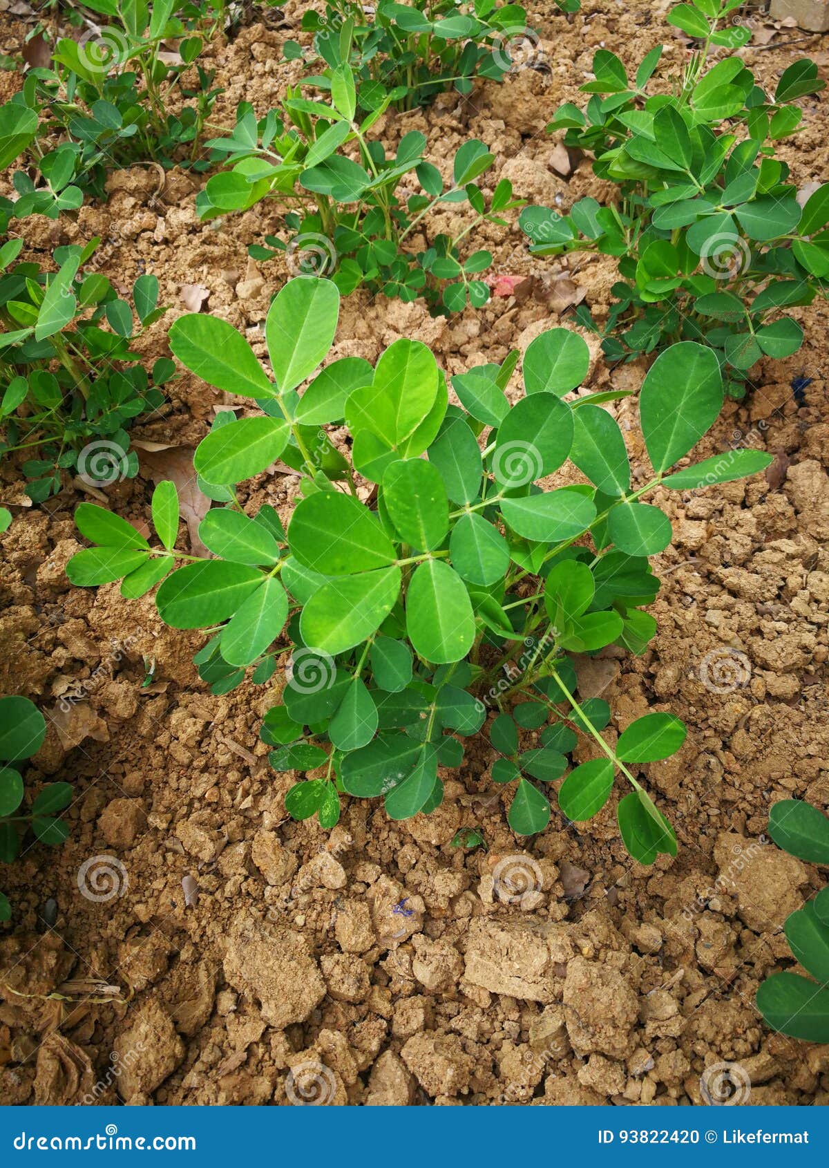 Pianta dell'arachide fotografia stock. Immagine di semenzali - 93822420