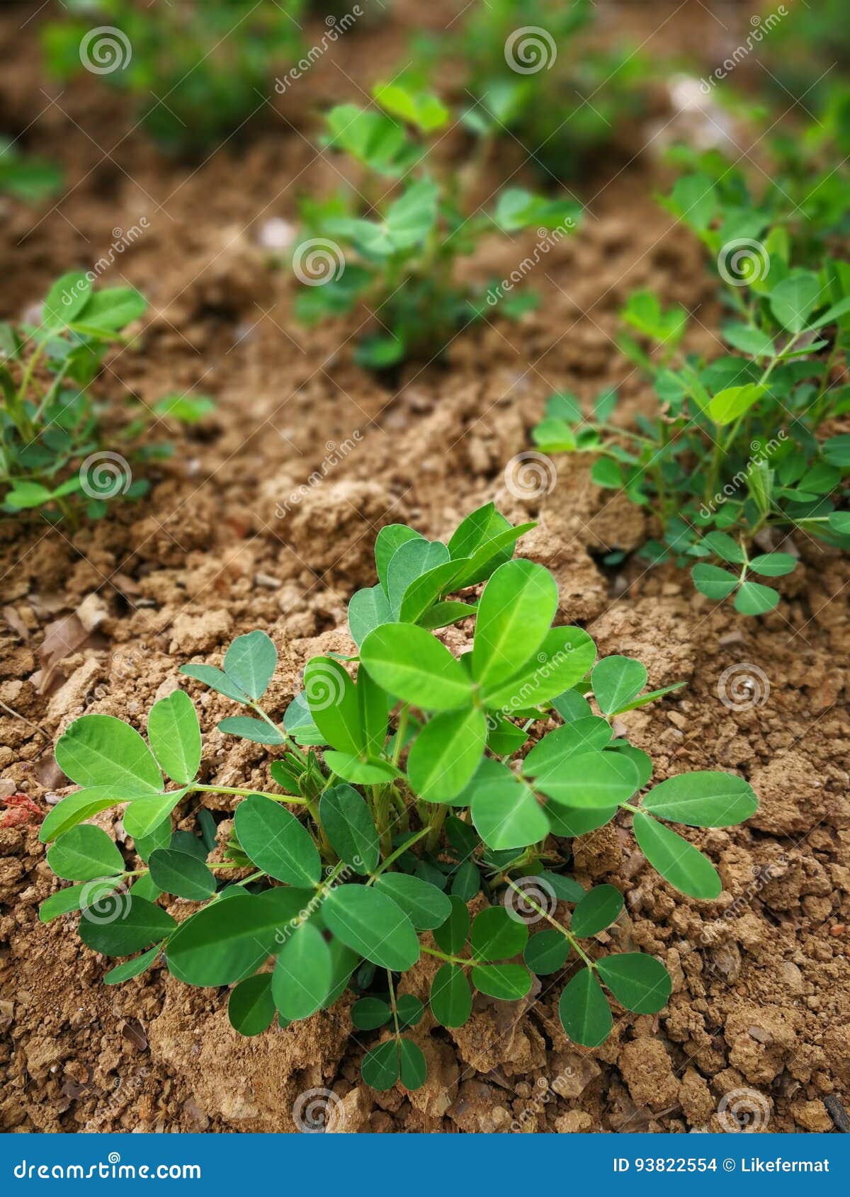 Pianta dell'arachide fotografia stock. Immagine di terra - 93822554