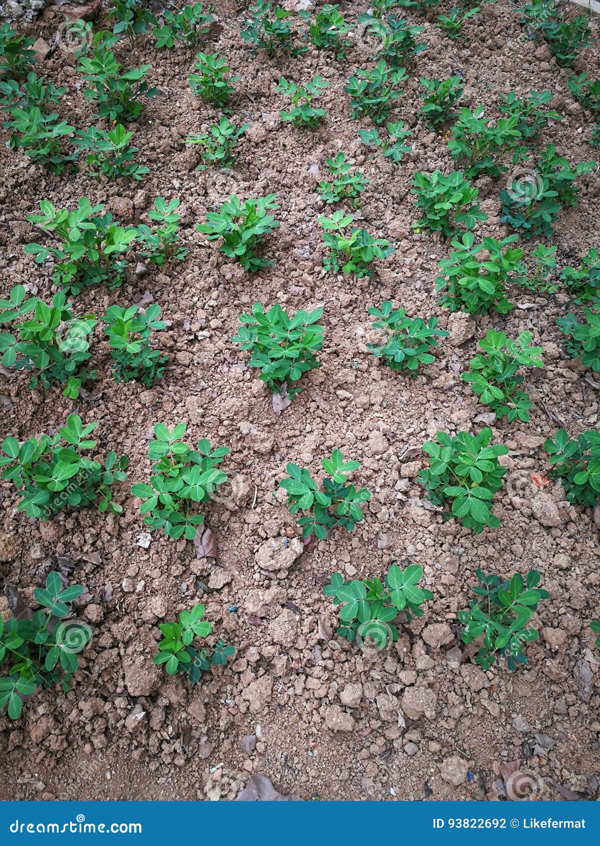 Pianta dell'arachide fotografia stock. Immagine di campo - 93822692