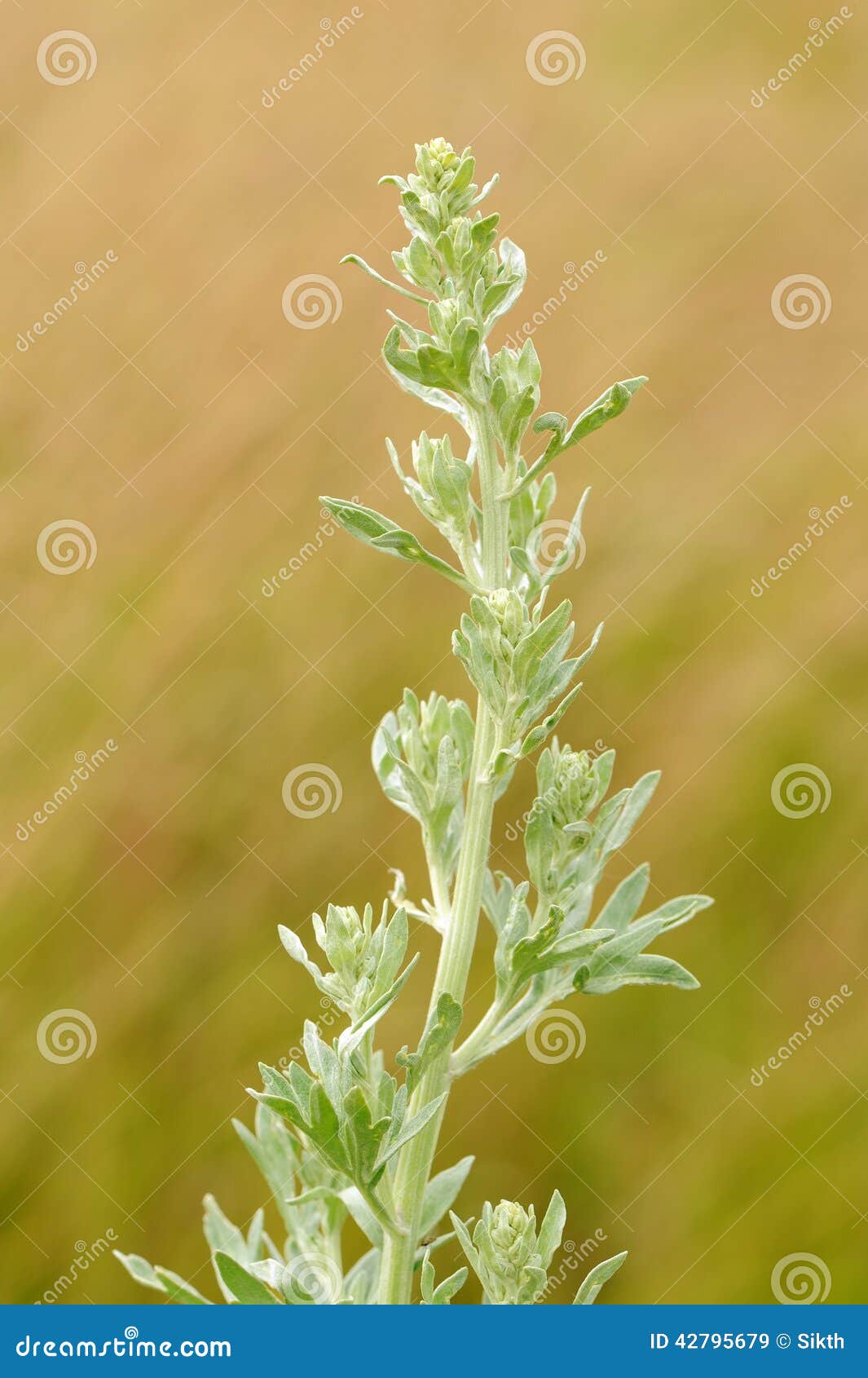Pianta Dell'assenzio Romano Immagine Stock - Immagine di assenzio ...