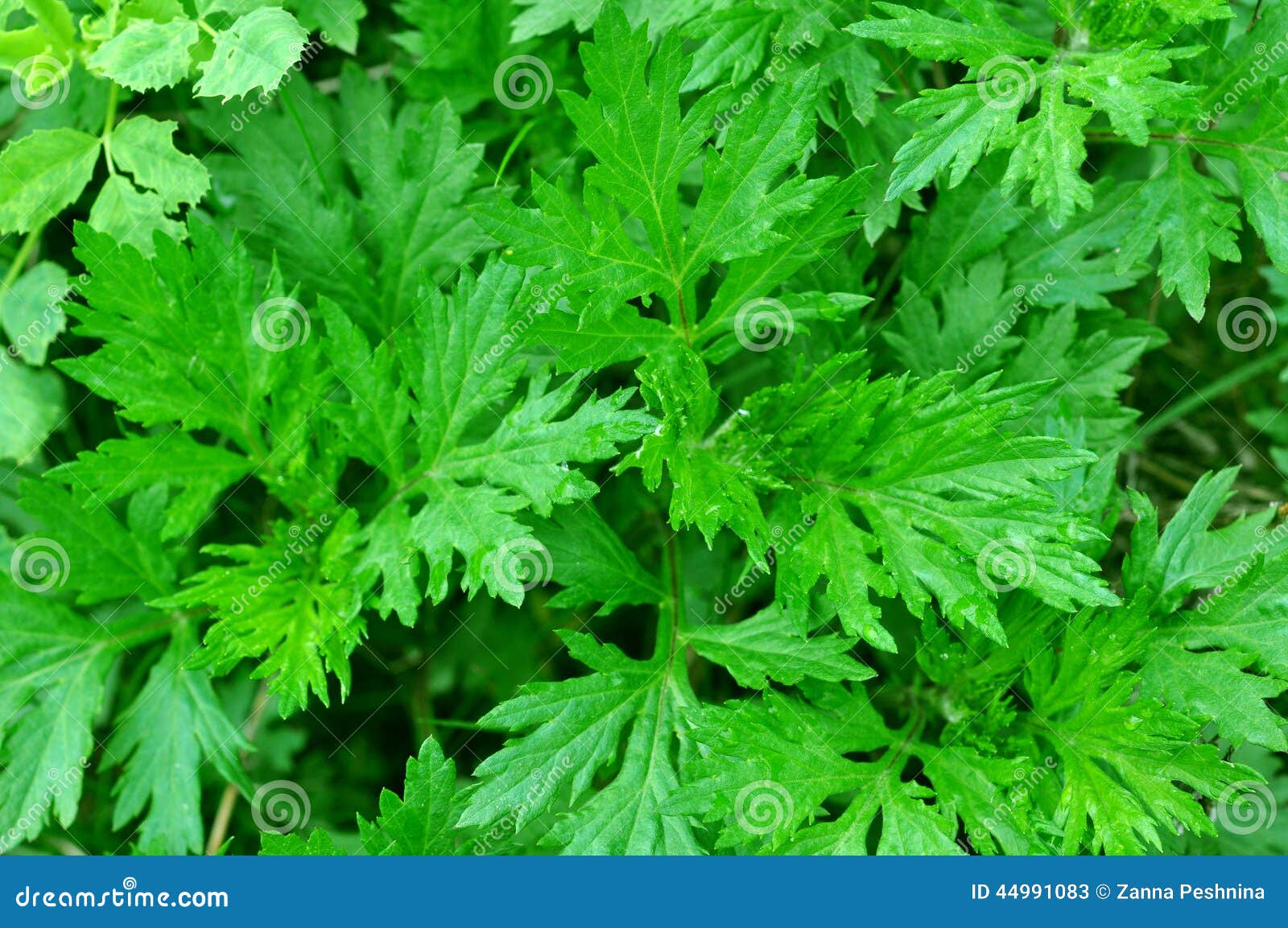 Pianta Dell'assenzio Romano Immagine Stock - Immagine di esterno ...