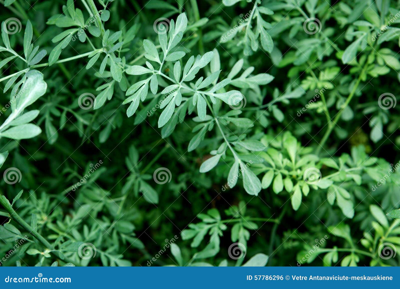 Pianta Dell'erba Della Ruta Fotografia Stock - Immagine di erbe, forte ...