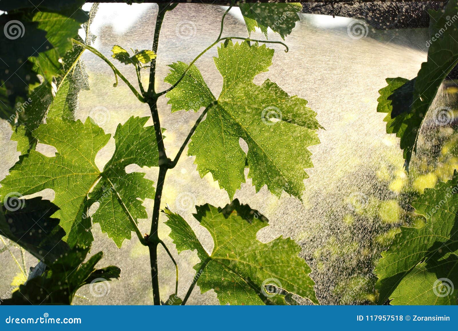 Pianta Dell'uva Che Tratta Nella Vigna Fotografia Stock - Immagine di ...