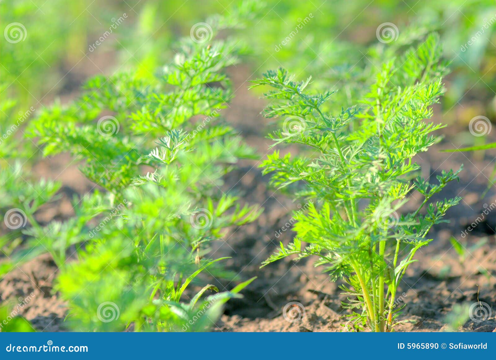 Pianta della carota fotografia stock. Immagine di botanico - 5965890