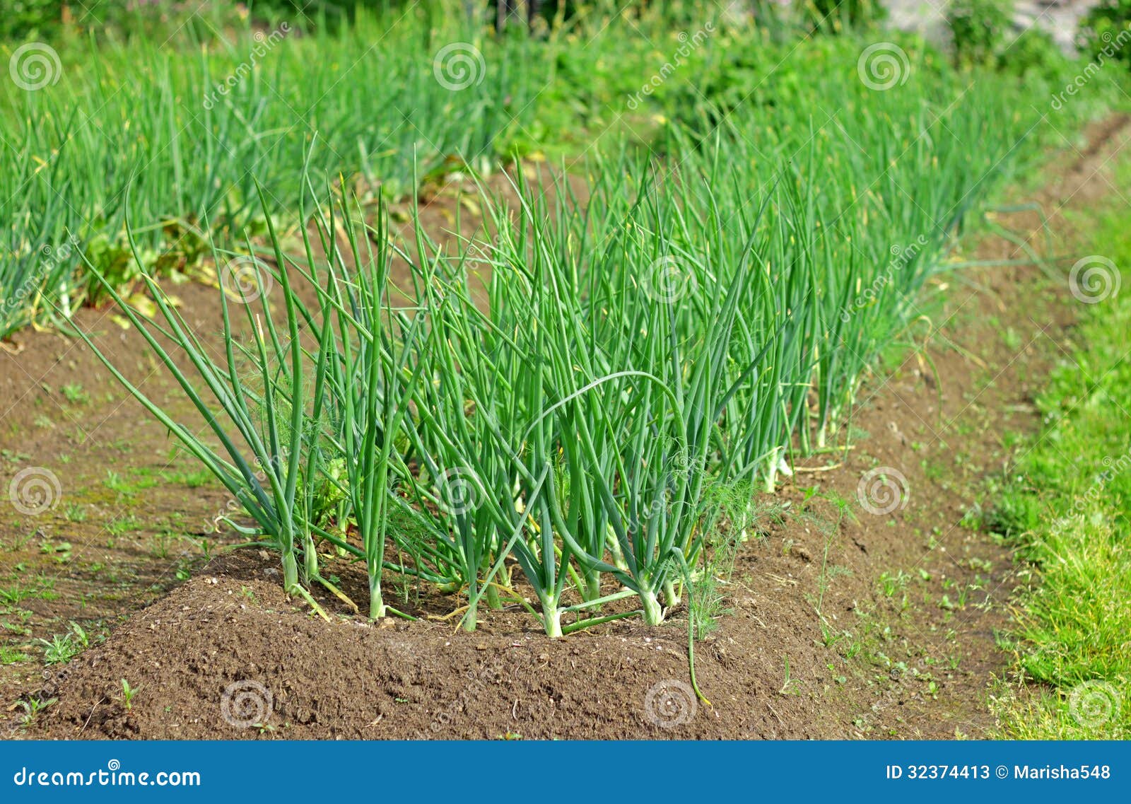 Pianta della cipolla immagine stock. Immagine di giardino - 32374413