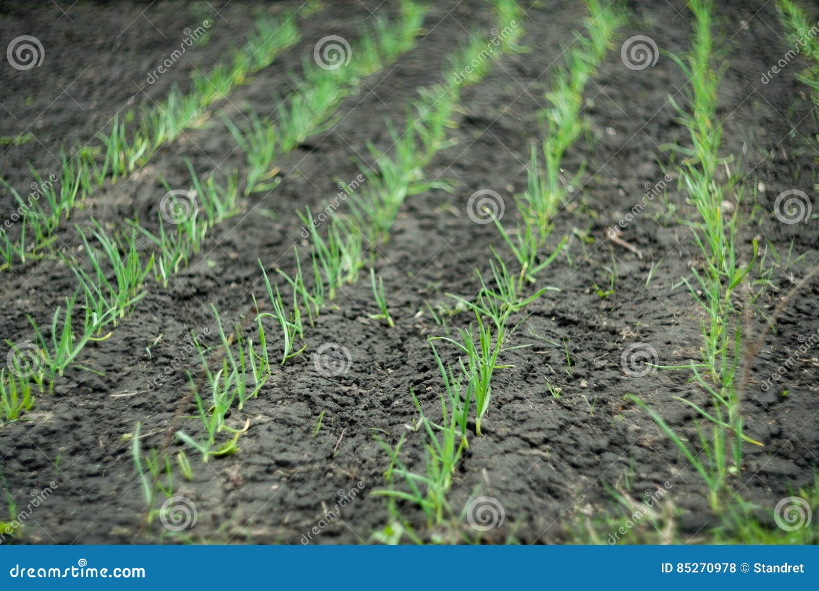 Pianta della cipolla fotografia stock. Immagine di sviluppo - 85270978