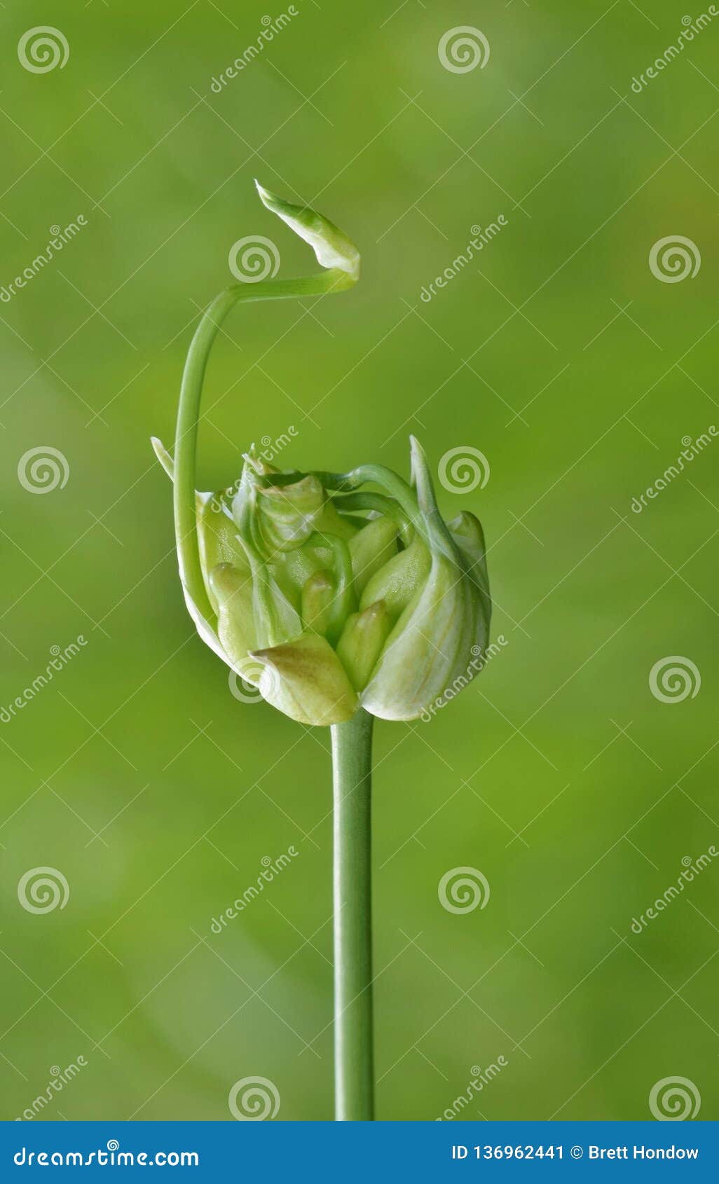 Pianta Della Cipolla Selvatica Che Forma I Germogli Immagine Stock ...