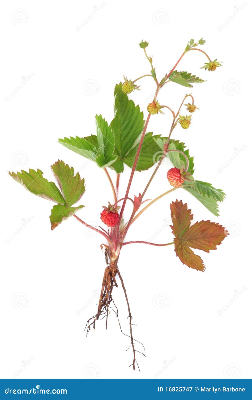 Pianta della fragola immagine stock. Immagine di selvaggio - 16825747