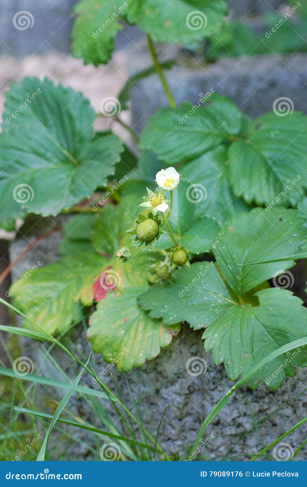 Pianta Della Fragola Con Le Foglie Fotografia Stock - Immagine di ...