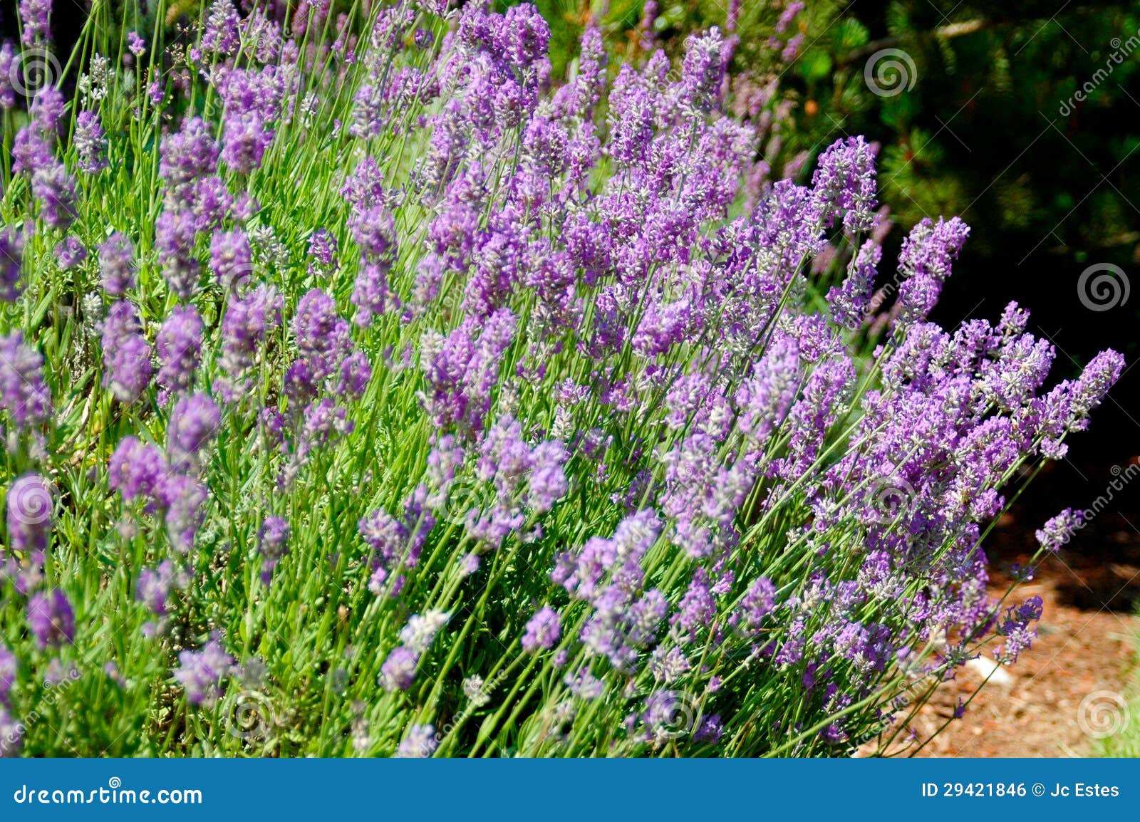 Pianta della lavanda fotografia stock. Immagine di aroma - 29421846