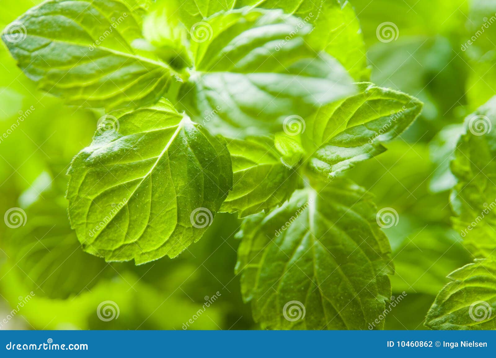 Pianta della menta fotografia stock. Immagine di ingredienti - 10460862