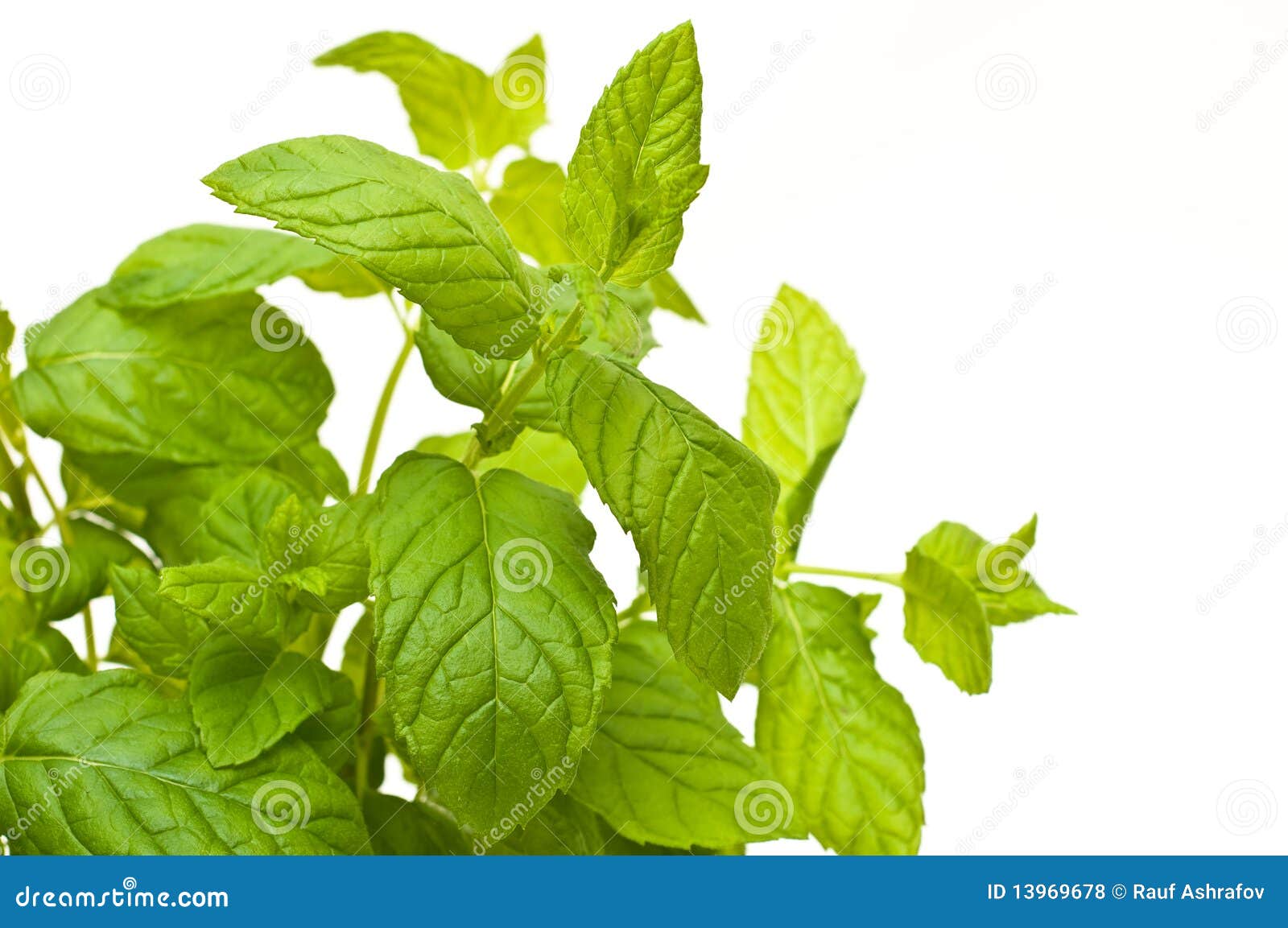 Pianta della menta fotografia stock. Immagine di culinario - 13969678