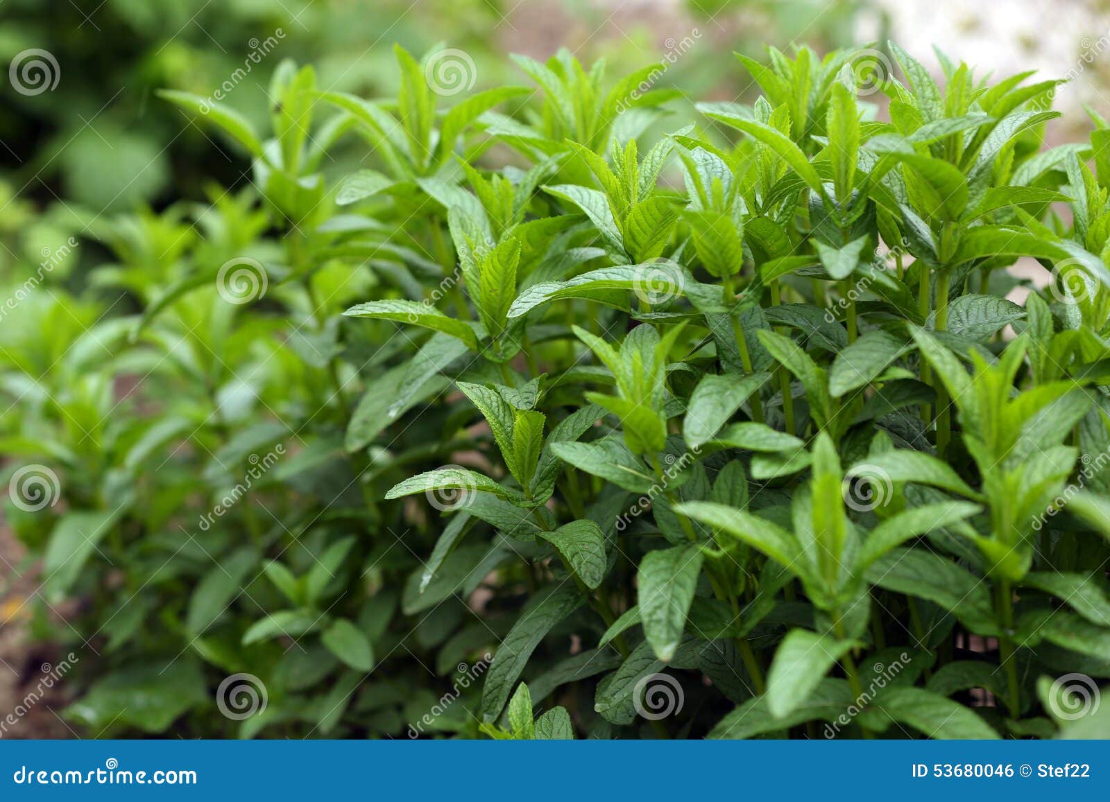 Pianta della menta fotografia stock. Immagine di raccolta - 53680046