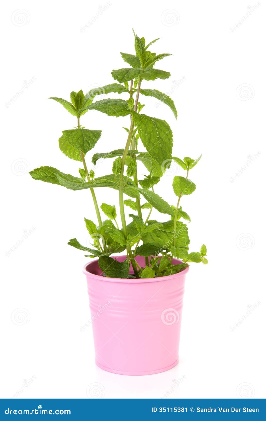 Pianta Della Menta Fresca in Vaso Rosa Immagine Stock - Immagine di ...