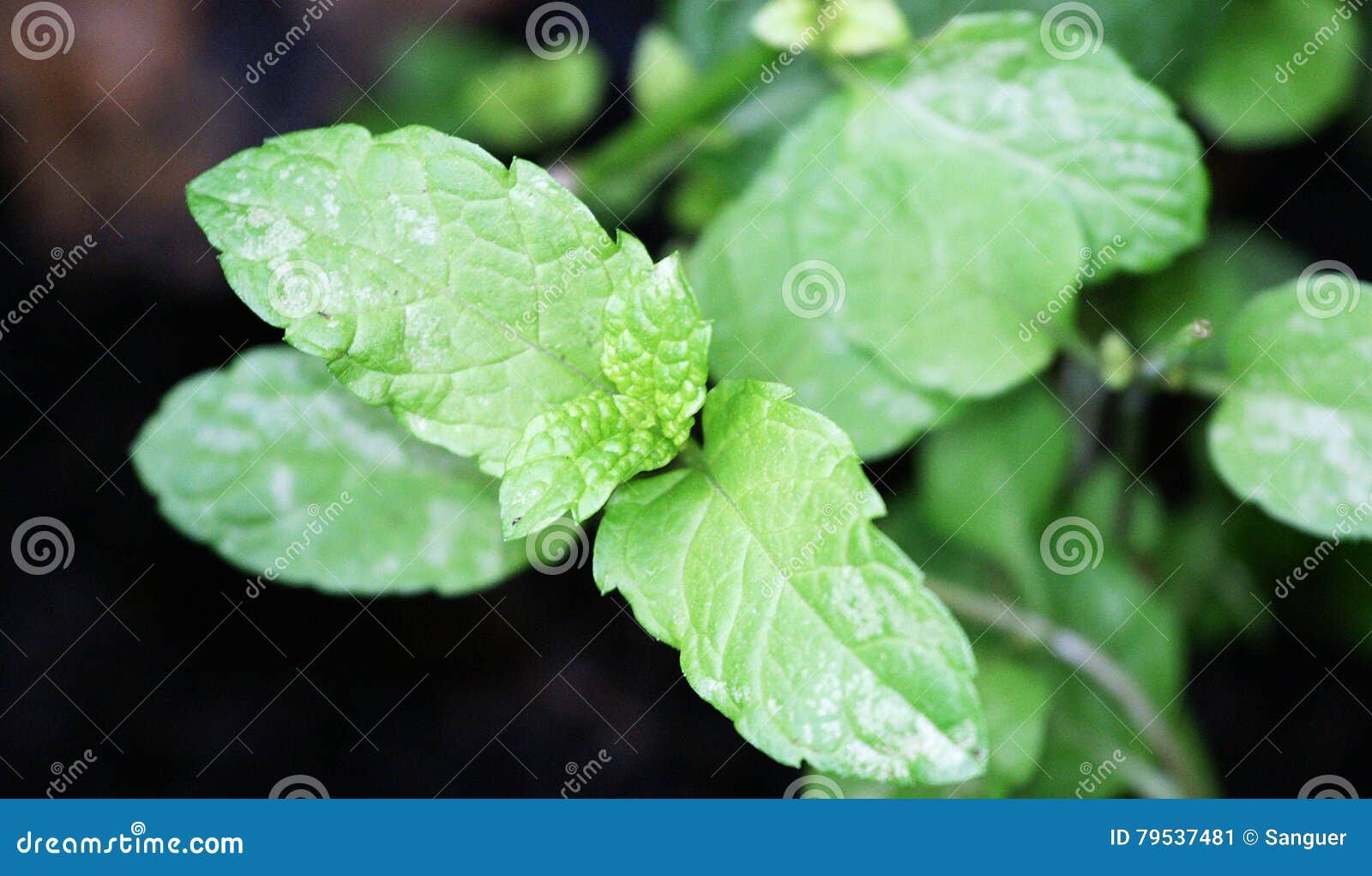 Pianta Della Menta Piperita Immagine Stock - Immagine di alimentazione ...